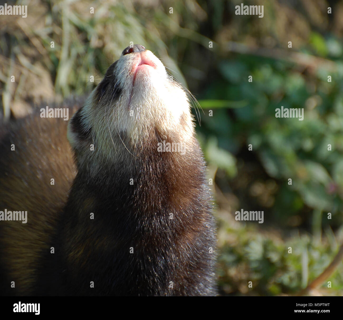Polecat mammal animal wildlife hi-res stock photography and images - Alamy
