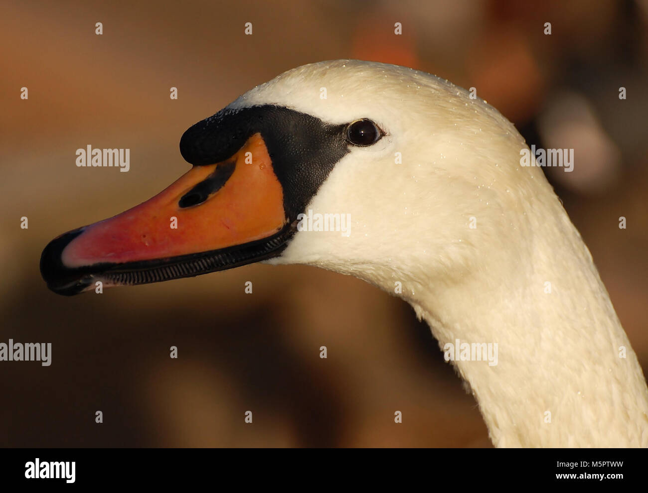 Mute swan head profile Stock Photo - Alamy