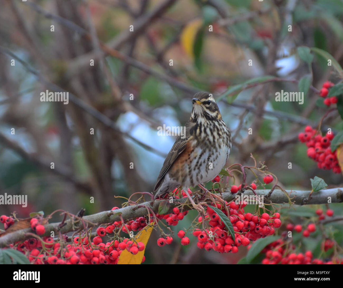 Redwing bird hi-res stock photography and images - Alamy