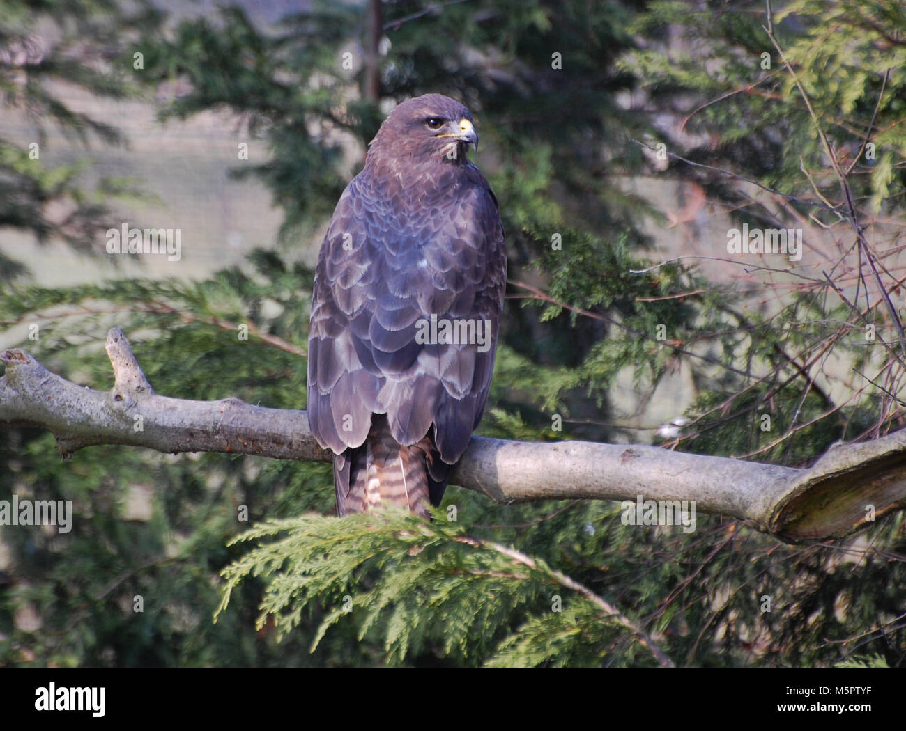 Wild buzzard sat on tree branch, uk Stock Photo - Alamy
