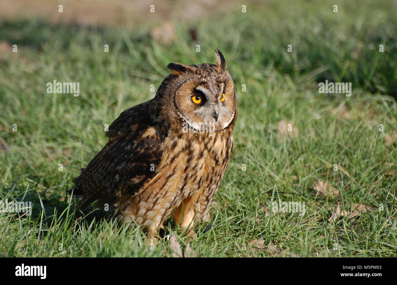 Woodland owl hi-res stock photography and images - Alamy