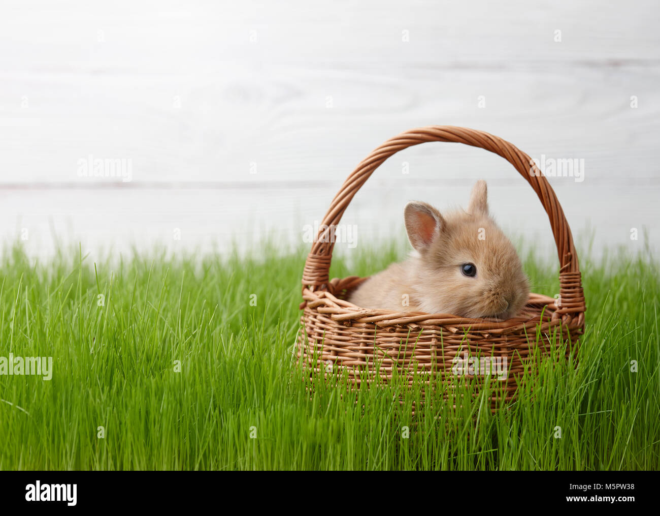 Easter bunny in basket hi-res stock photography and images - Alamy