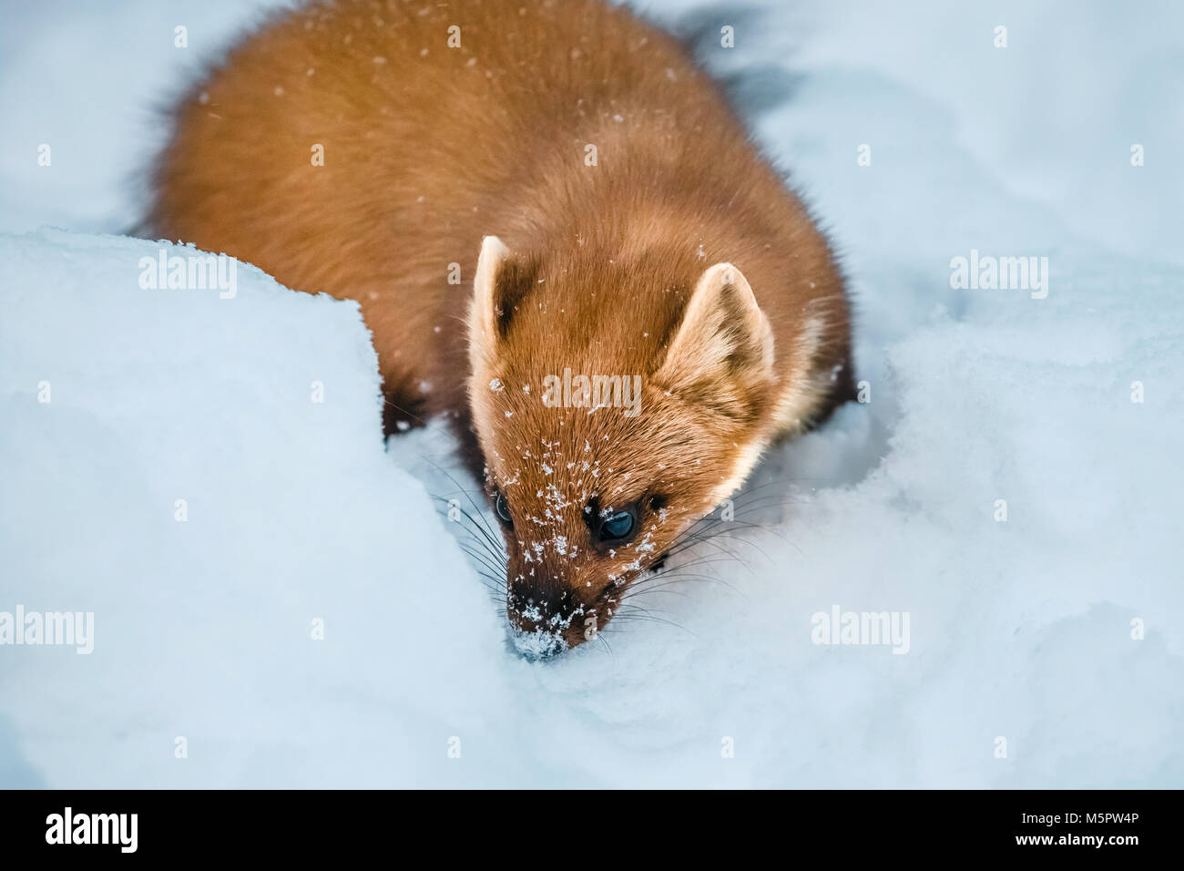 Least weasel, standing hi-res stock photography and images - Alamy