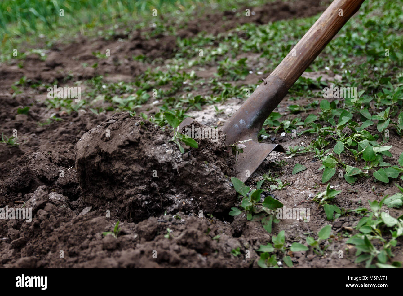 A woman's hand digs soil and soil with a shovel. Close-up, Concept of ...