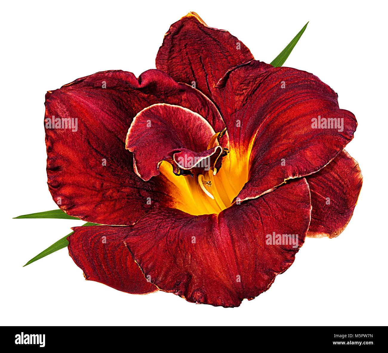 Lilly flower on white background Stock Photo - Alamy