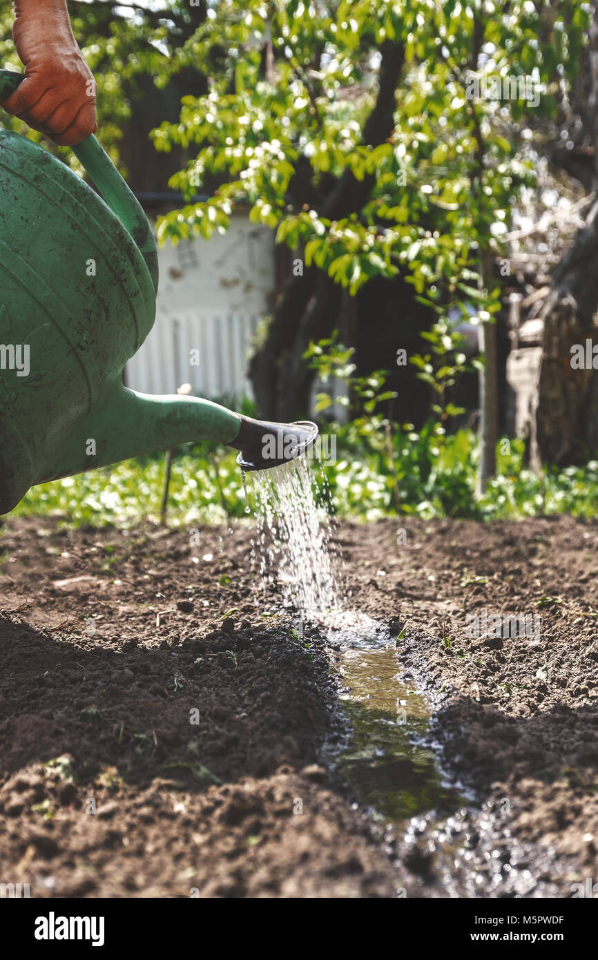 Water the soil from the watering can. Close-up, concept gardening, yard ...