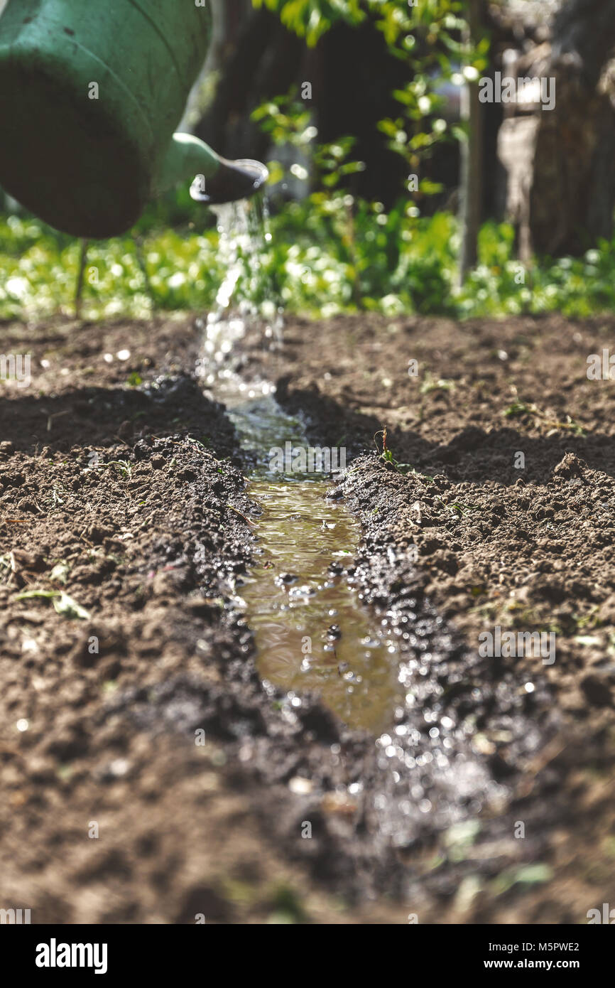 Water the soil from the watering can. Close-up, concept gardening, yard ...