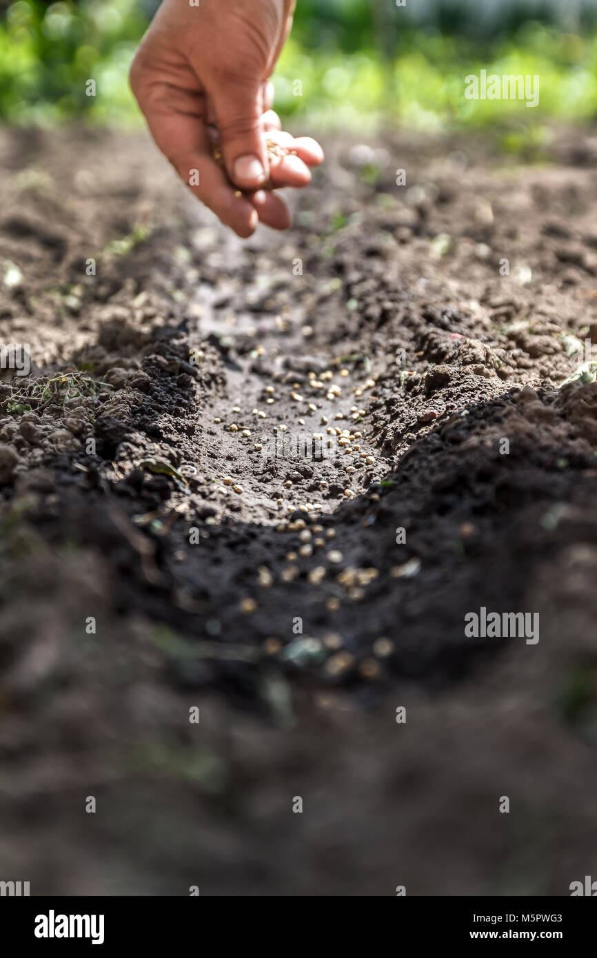 a hand sowing seeds into the soil Stock Photo - Alamy
