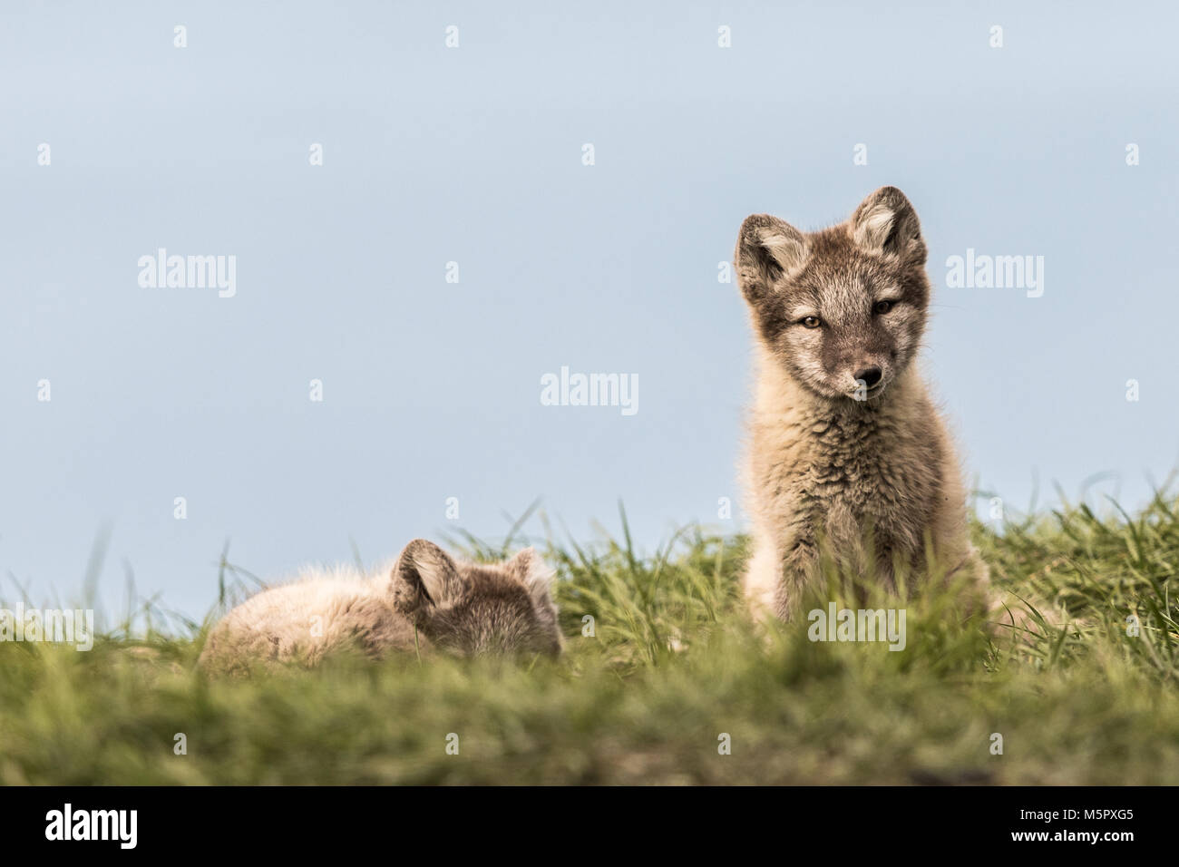 Two fox cubs sitting hi-res stock photography and images - Alamy