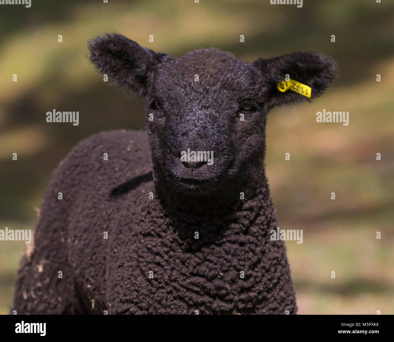 Coopworth sheep hi-res stock photography and images - Alamy