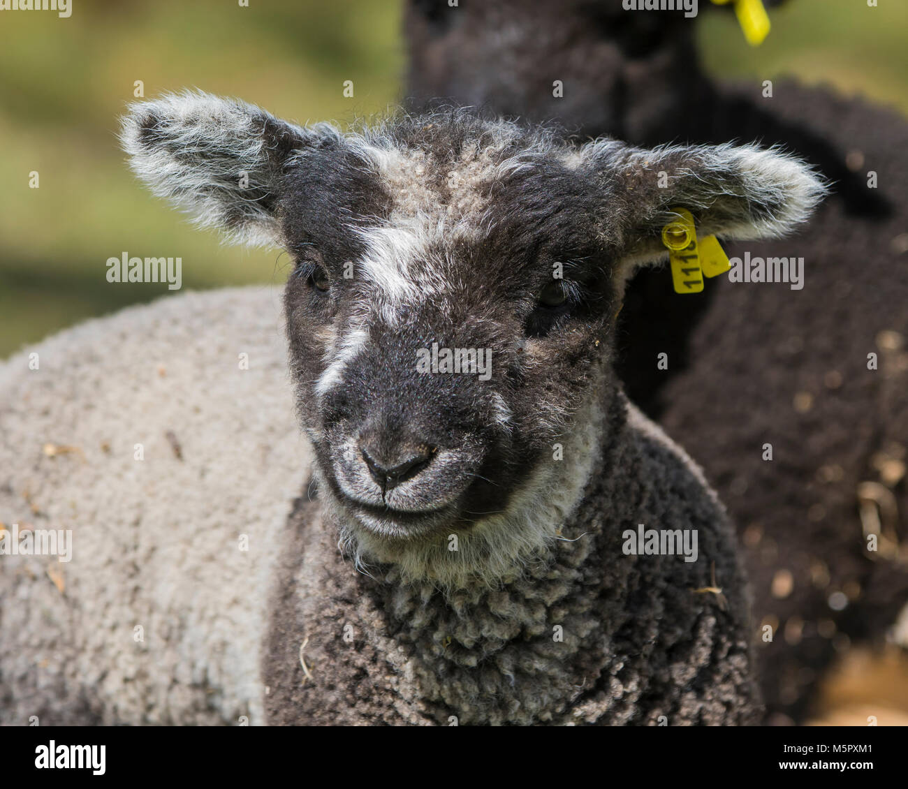 Coopworth sheep and lambs Stock Photo - Alamy