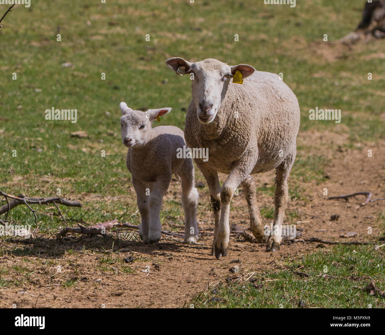 Coopworth sheep hi-res stock photography and images - Alamy