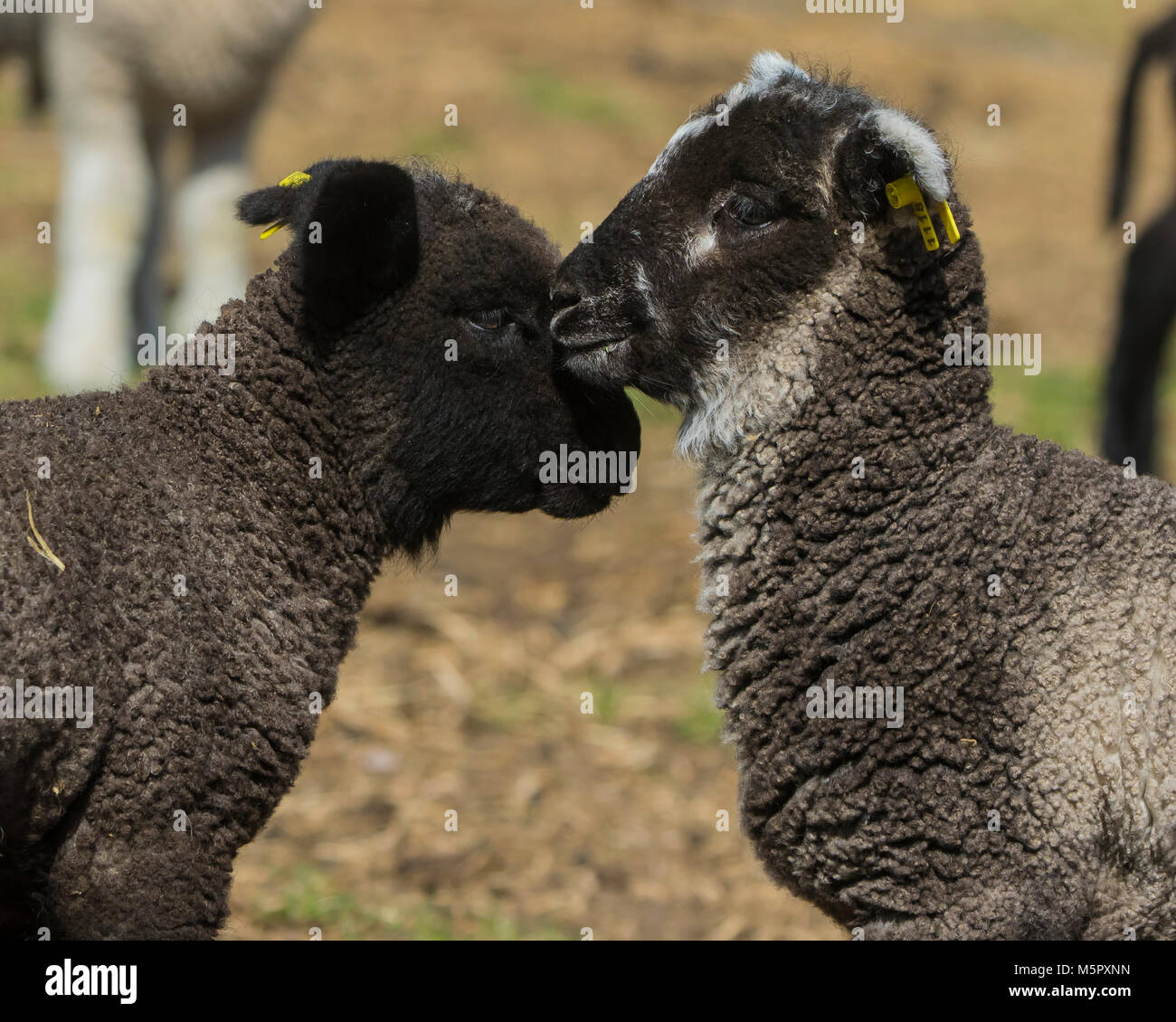 Coopworth sheep hi-res stock photography and images - Alamy