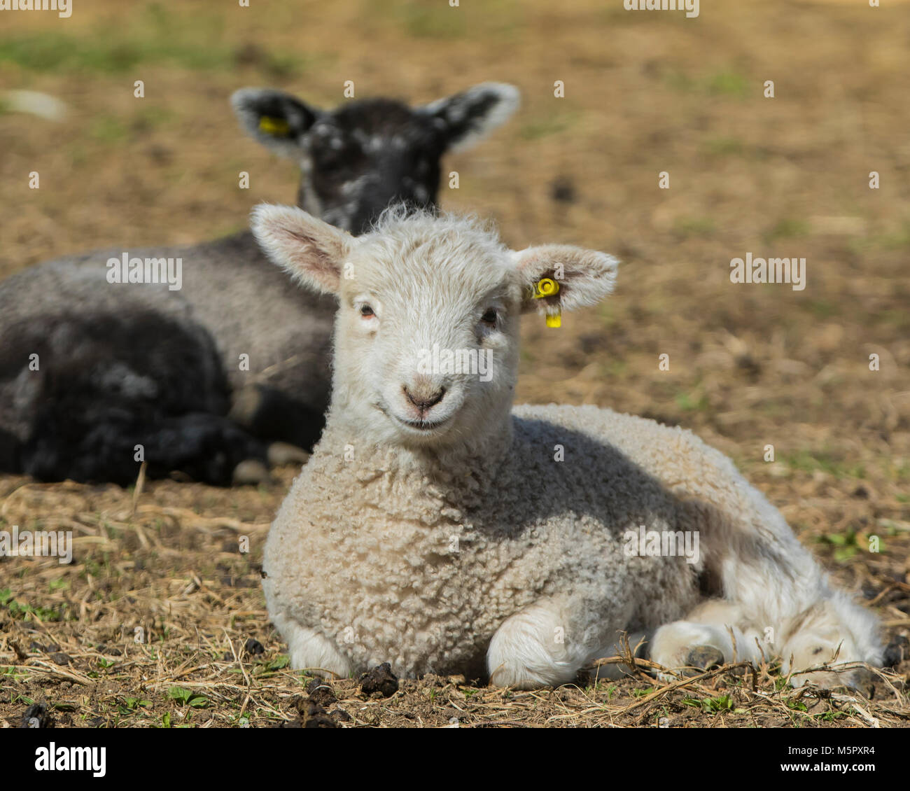Coopworth sheep and lambs Stock Photo - Alamy