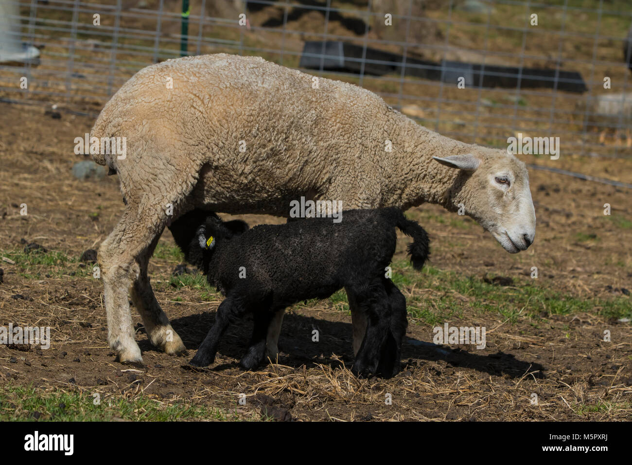 Coopworth sheep and lambs Stock Photo - Alamy
