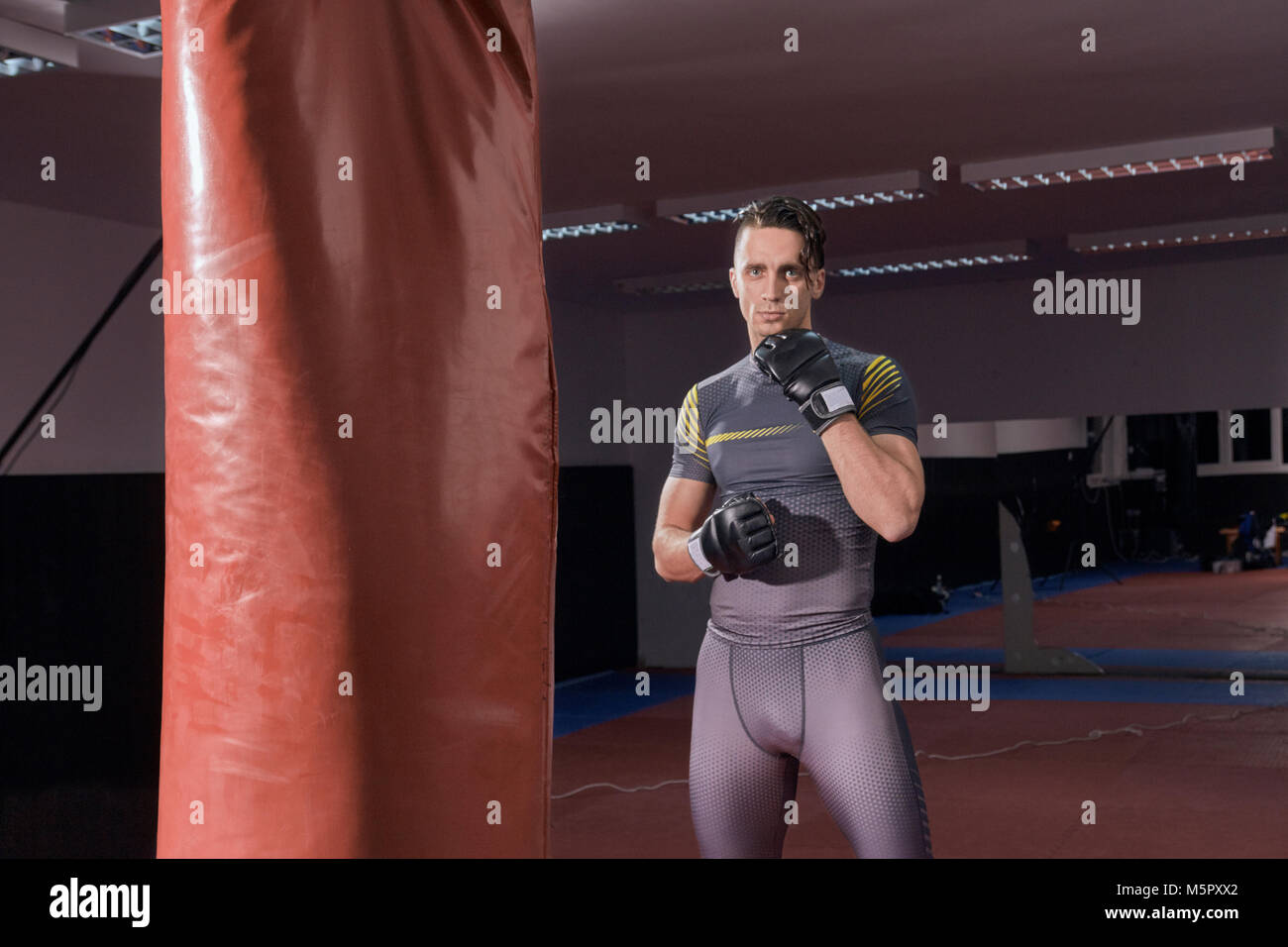 one young boxer standing posing, looking at camera. upper body shot ...