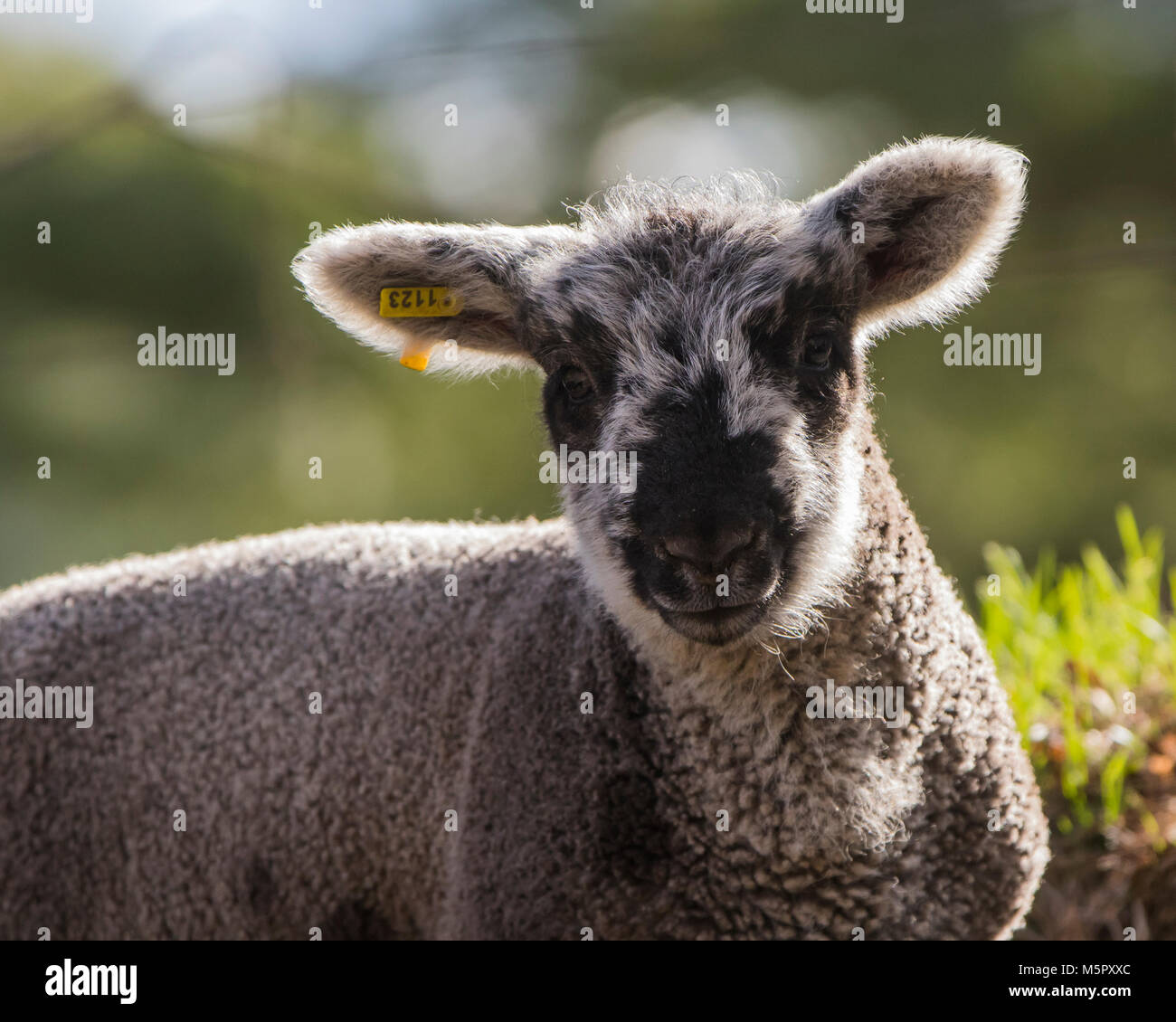 Coopworth sheep and lambs Stock Photo - Alamy