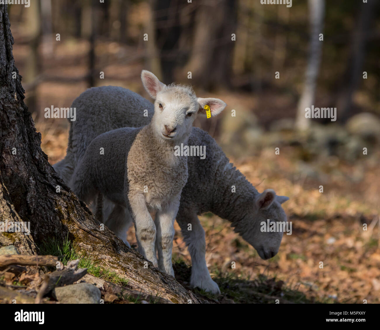 Coopworth sheep and lambs Stock Photo - Alamy