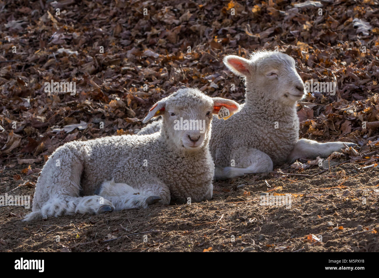 Coopworth sheep hi-res stock photography and images - Alamy