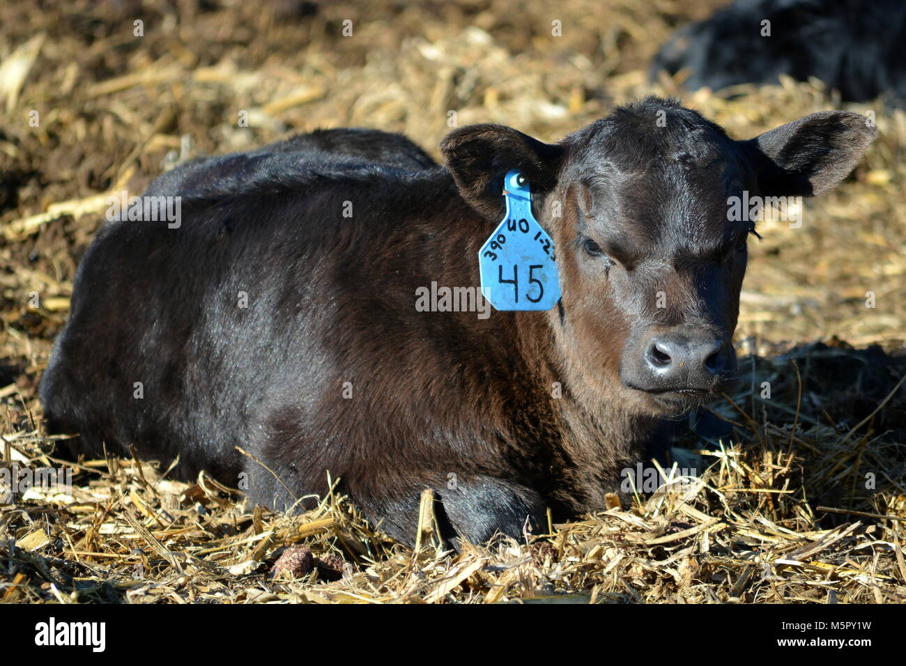 Black Angus Calf High Resolution Stock Photography and Images - Alamy