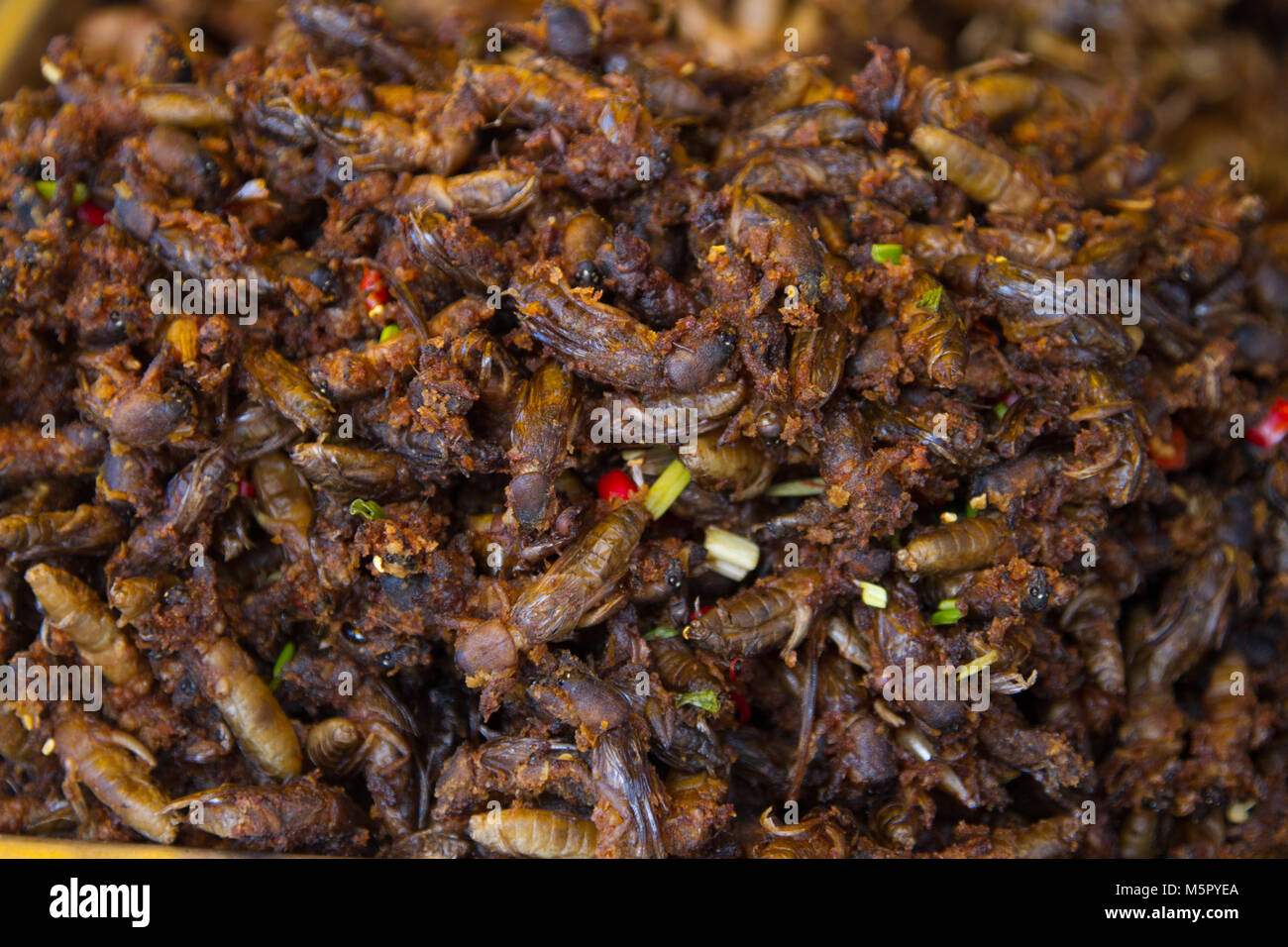 Roasted insects hi-res stock photography and images - Alamy