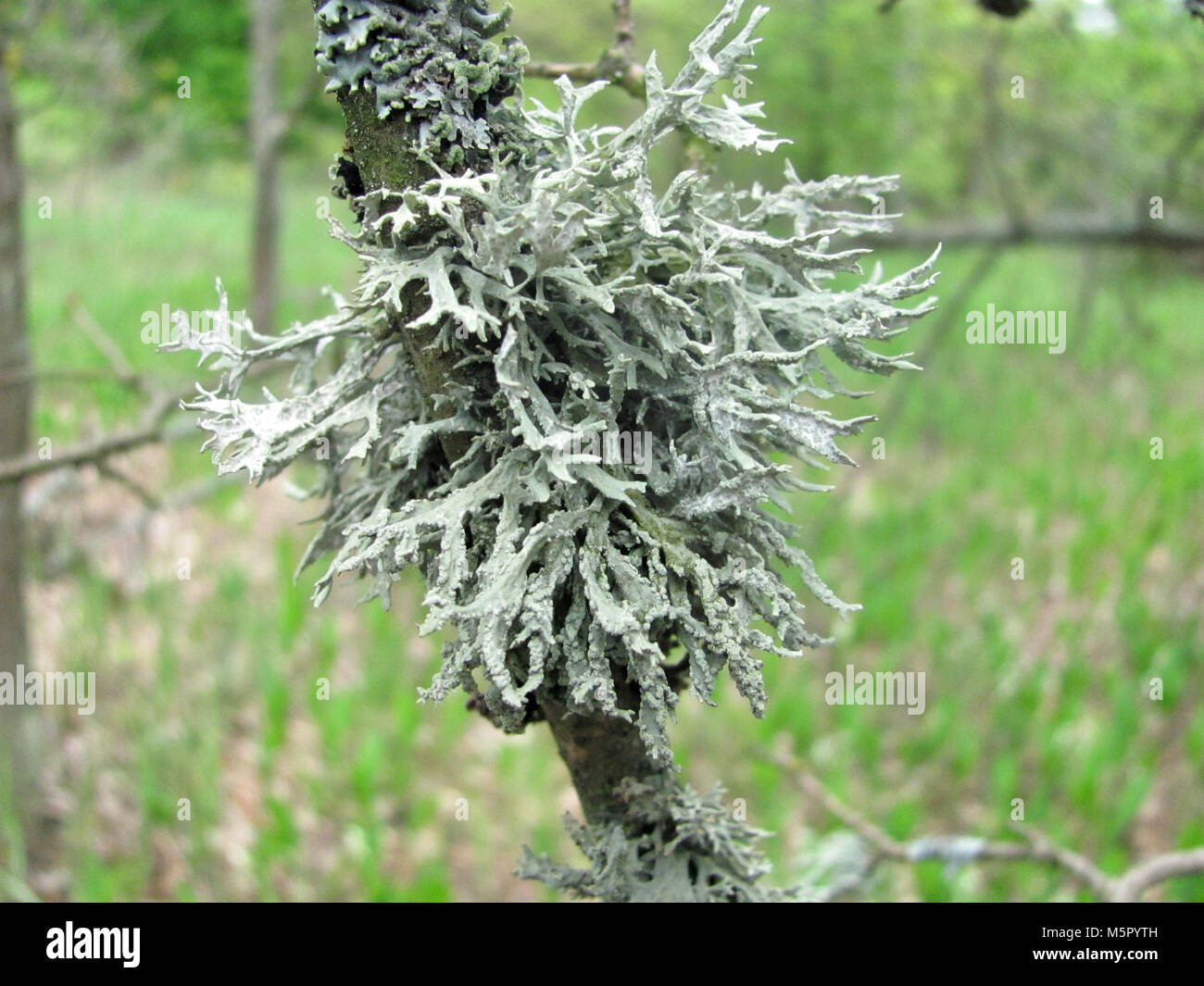 macro lichen photo - a piece of tree branch, covered with lichen Stock ...