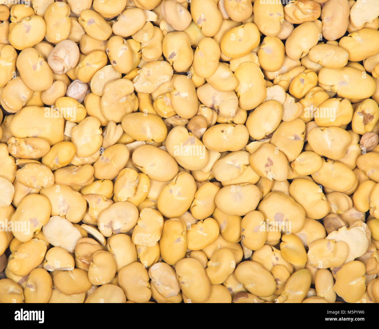 Organic dry broad haba beans like texture, backboard Stock Photo - Alamy