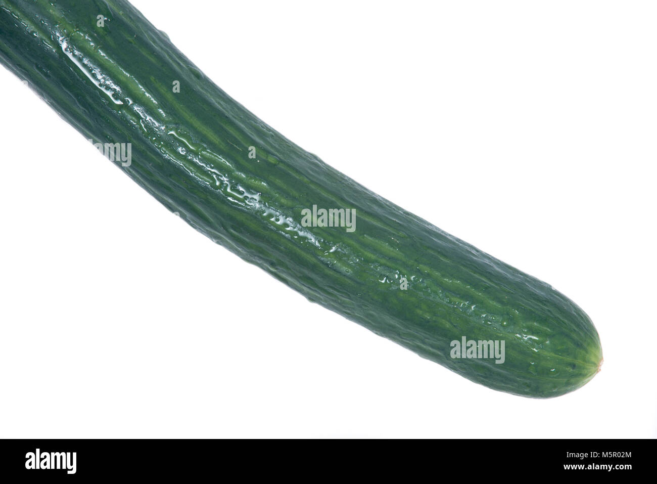 Long fresh english cucumber from greenhouse isolated on white ...