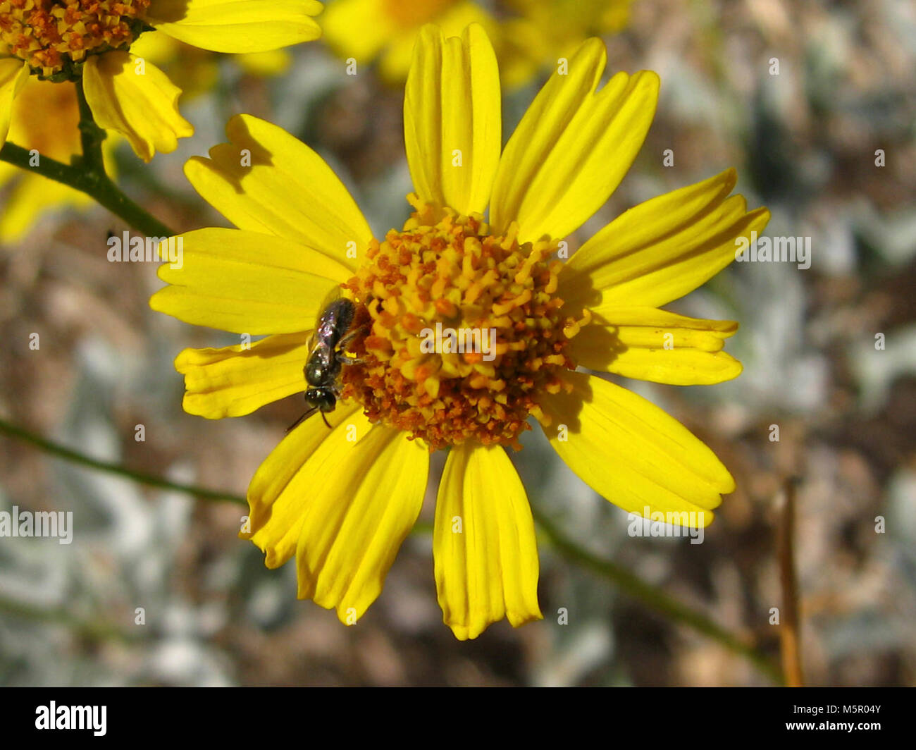 Acton's brittlebrush (Encelia actoni); Coxcomb Mountains Stock Photo ...