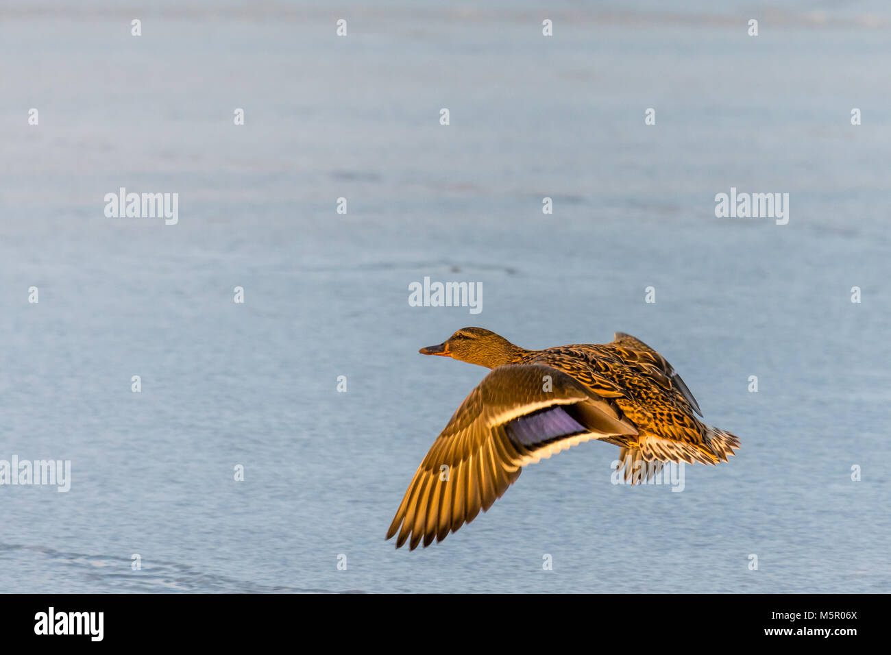 Wild mallard duck flying over the frozen lake. Beautiful wild bird in ...