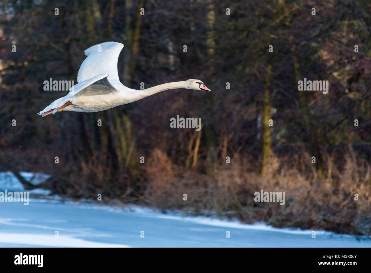 Beautiful white bird hi-res stock photography and images - Alamy