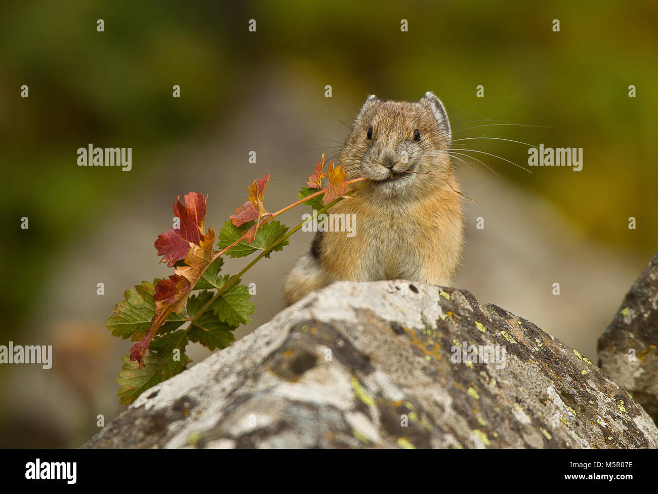 Sierra nevada mountains pika hi-res stock photography and images - Alamy