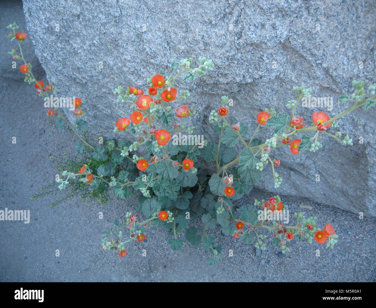 Sphaeralcea ambigua hi-res stock photography and images - Alamy