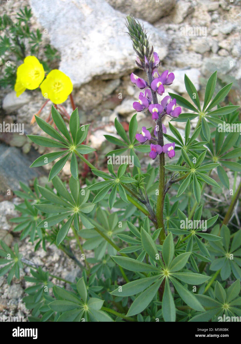 Arizona lupine (Lupinus arizonicus); Cleghorn Wilderness Stock Photo ...