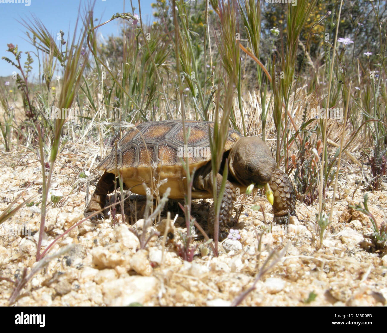 Baby Desert Tortoise Eating Stock Photo - Alamy