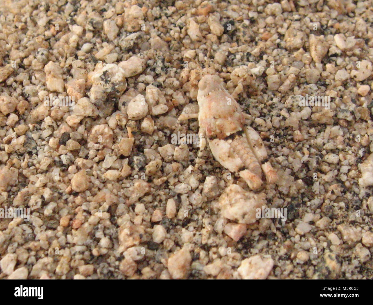 Banded wing grasshopper (Arphia sp); Quail Wash Stock Photo - Alamy