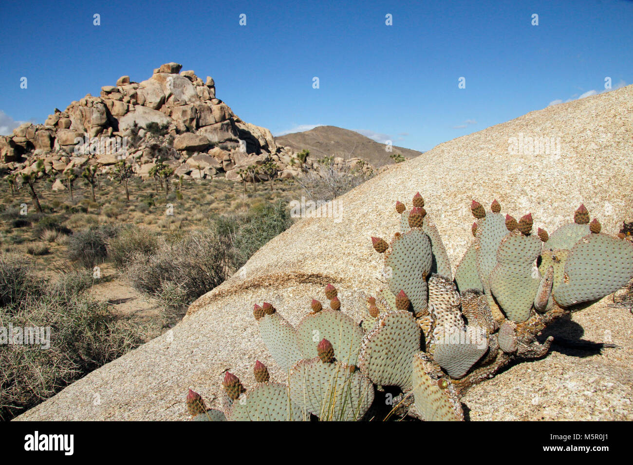 Beavertail cactus (Opuntia basilaris) on granite Stock Photo - Alamy