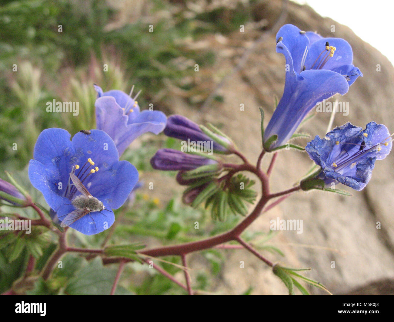 Bee fly (Bombyliidae) on California bluebell (Phacelia campanularia ...
