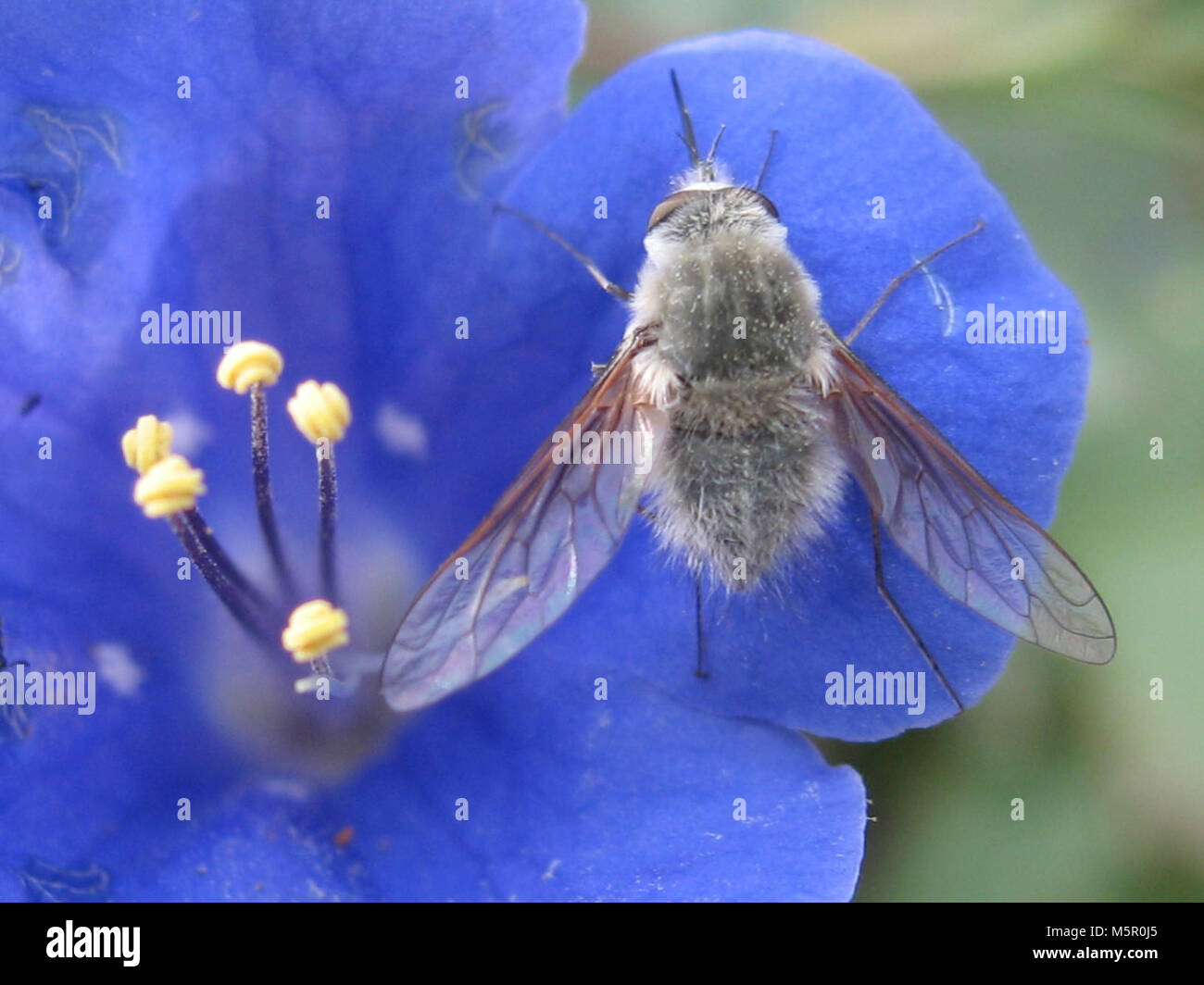 Bee fly (Bombyliidae) on California bluebell (Phacelia campanularia ...
