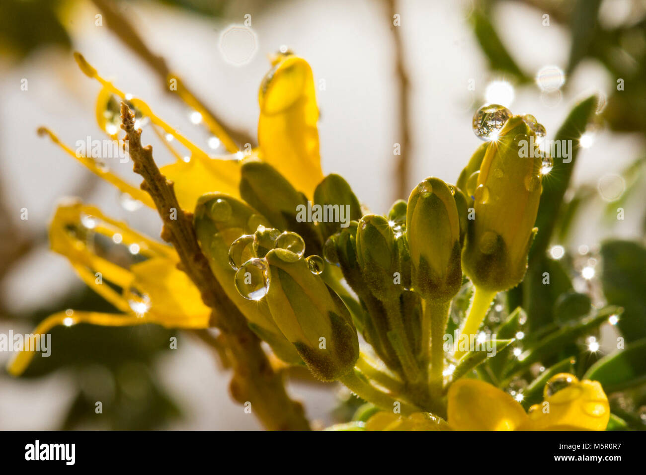 Yellow bladderpod hi-res stock photography and images - Alamy