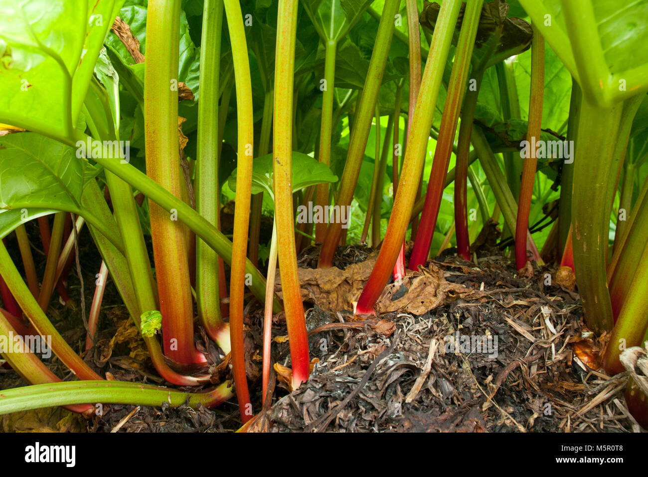 Close up at ground level of rhubarb growing in compost, stems red and ...