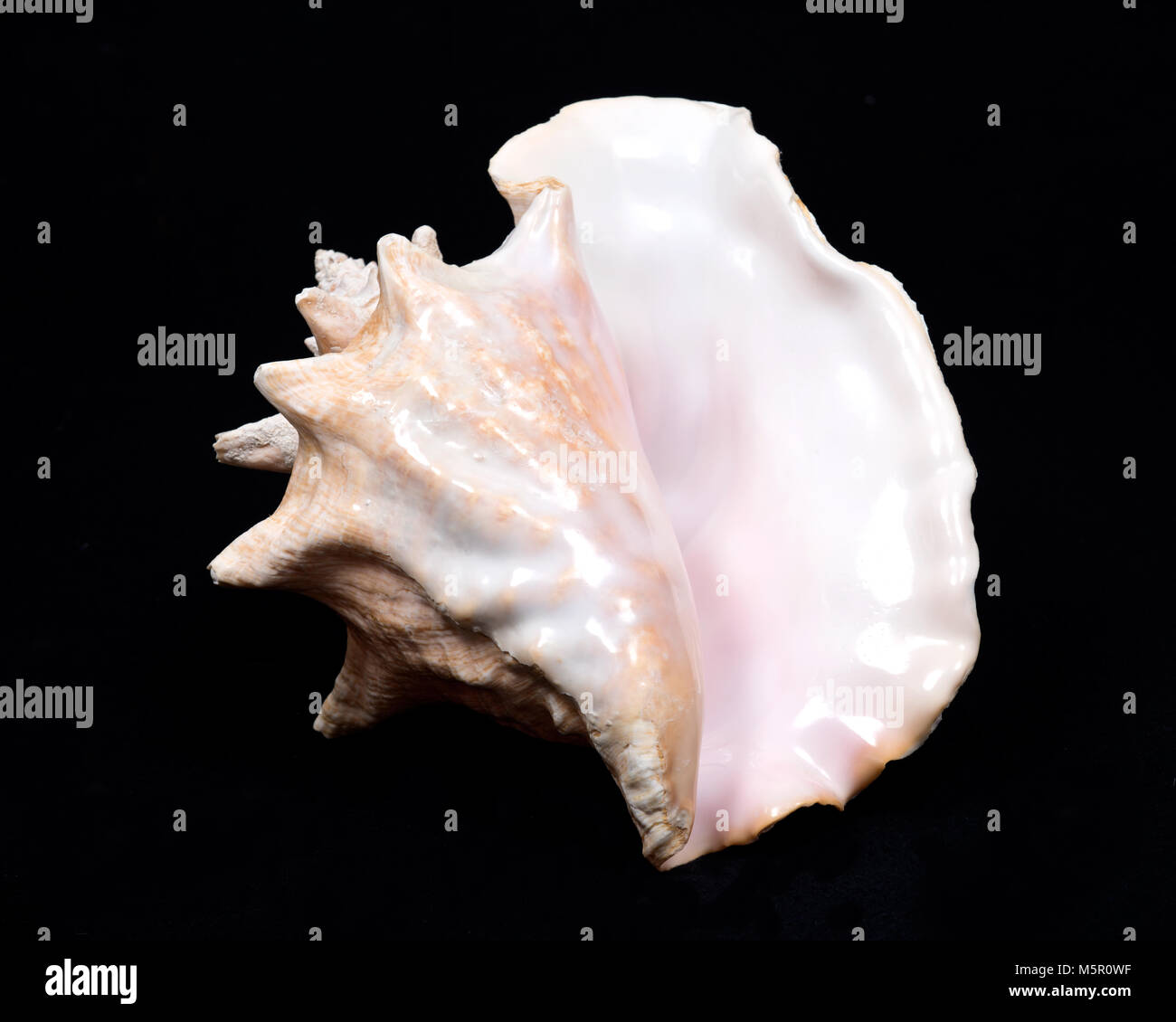 Large queen conch shell hi-res stock photography and images - Alamy