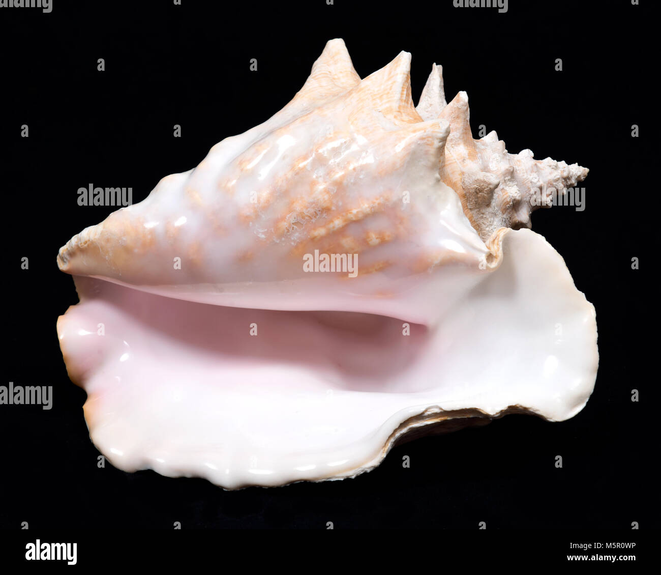 Large pink queen conch seashell on black fabric background Stock Photo ...