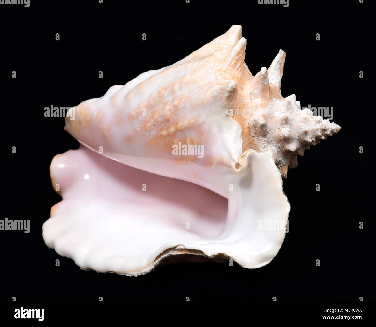 Large pink queen conch seashell on black fabric background Stock Photo ...