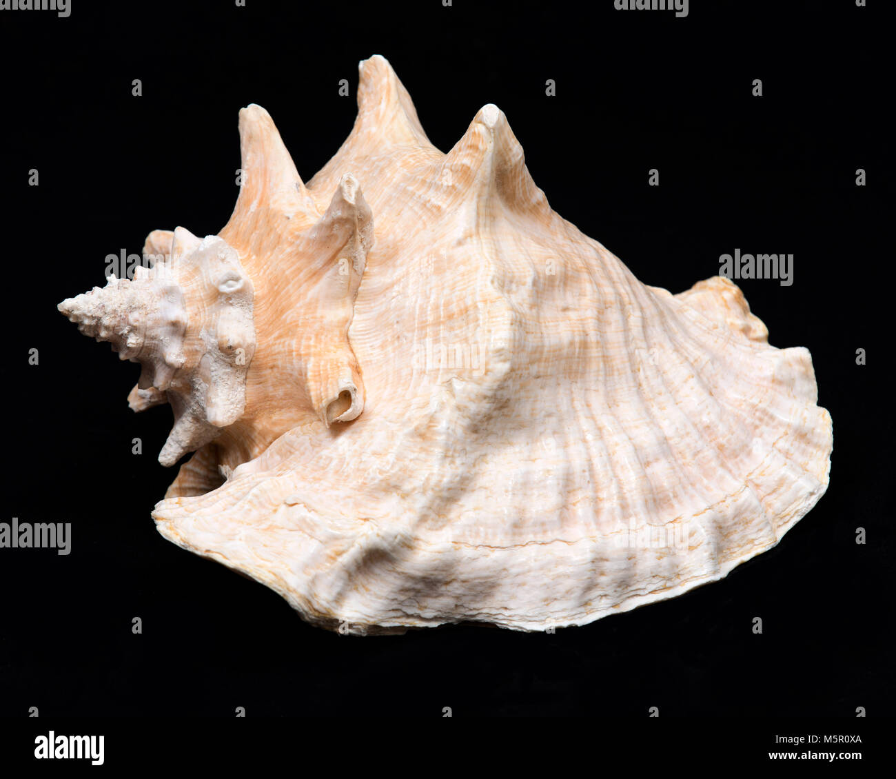 Large pink queen conch seashell on black fabric background Stock Photo ...