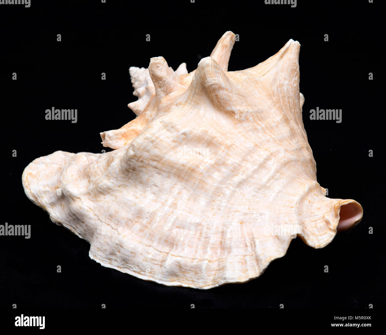 Large queen conch shell hi-res stock photography and images - Alamy
