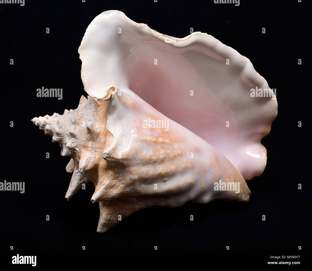 Large pink queen conch seashell on black fabric background Stock Photo ...