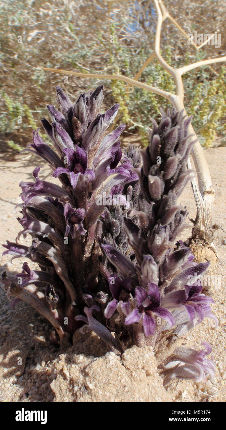 Broomrape (Orobanche Stock Photo - Alamy