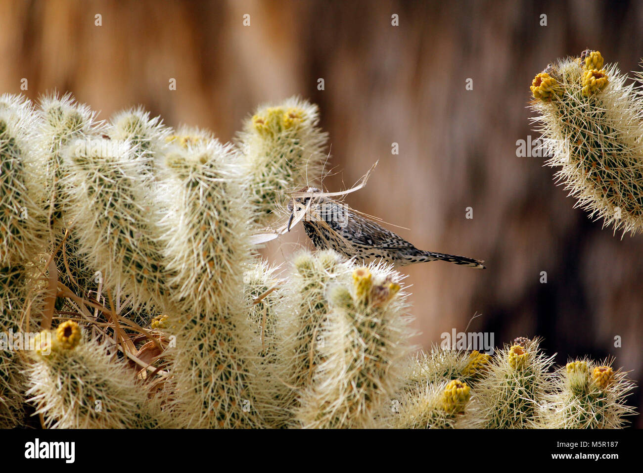 Cactus wren nest hi-res stock photography and images - Alamy