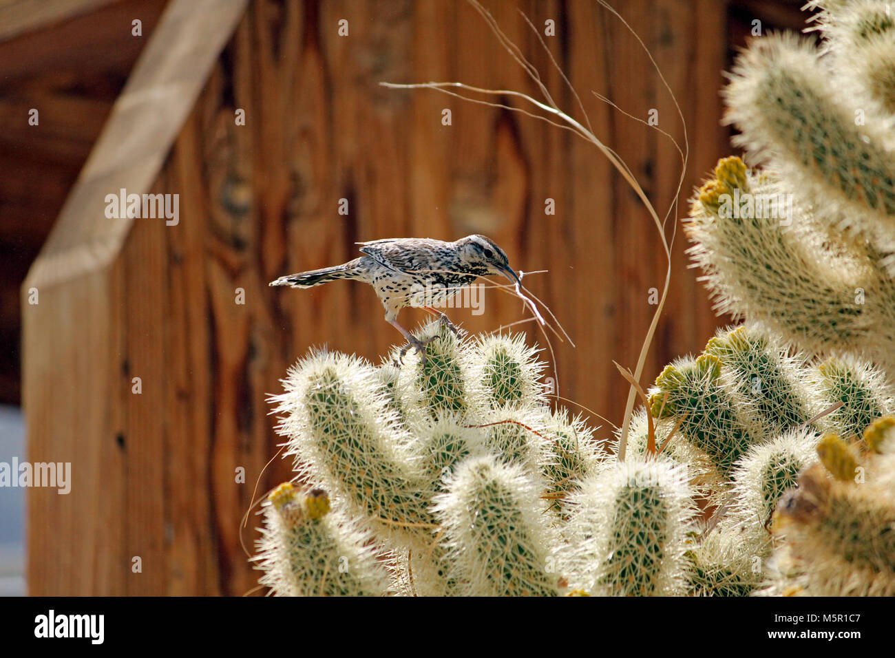 Cactus wren nest hi-res stock photography and images - Alamy